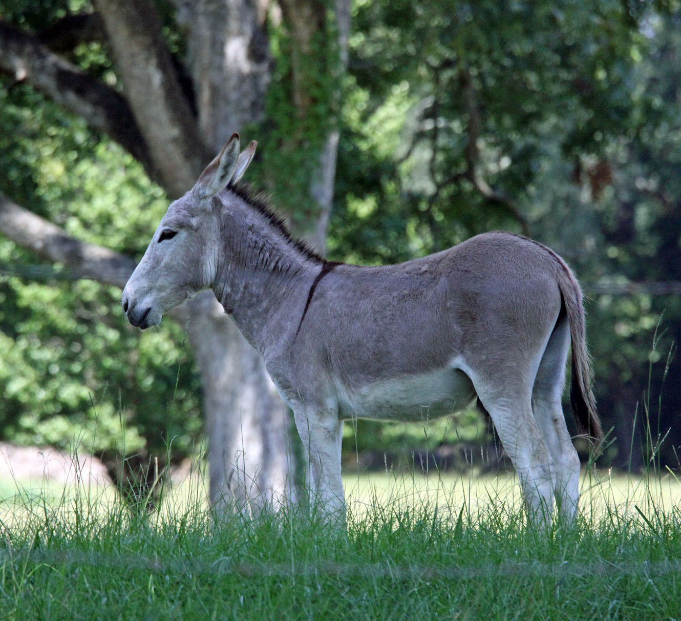 Southern Lagniappe: Donkeys