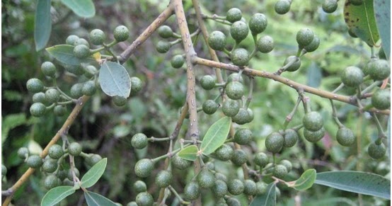 Cây màng tang chữa lỵ trực tràng và tiêu chảy | TỔNG HỢP CÂY THUỐC NAM ...