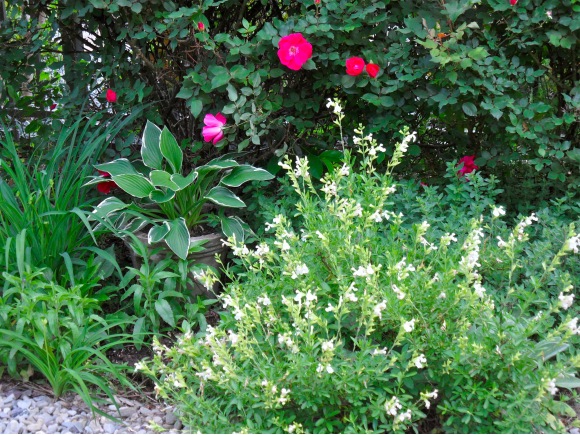 Defining Your Home, Garden and Travel: Sages Spring in the Garden