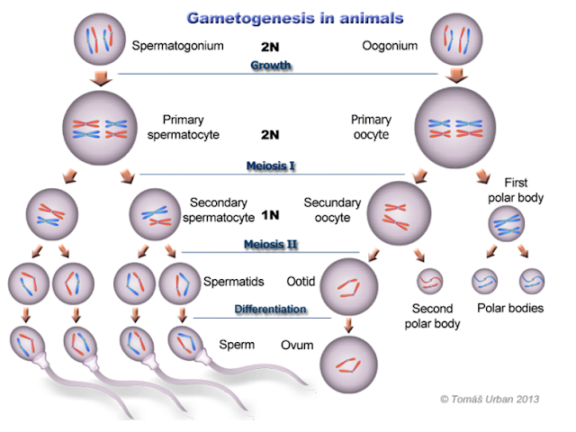 What is Gametogenesis? Gametogenisis in human, animal,plant and ...