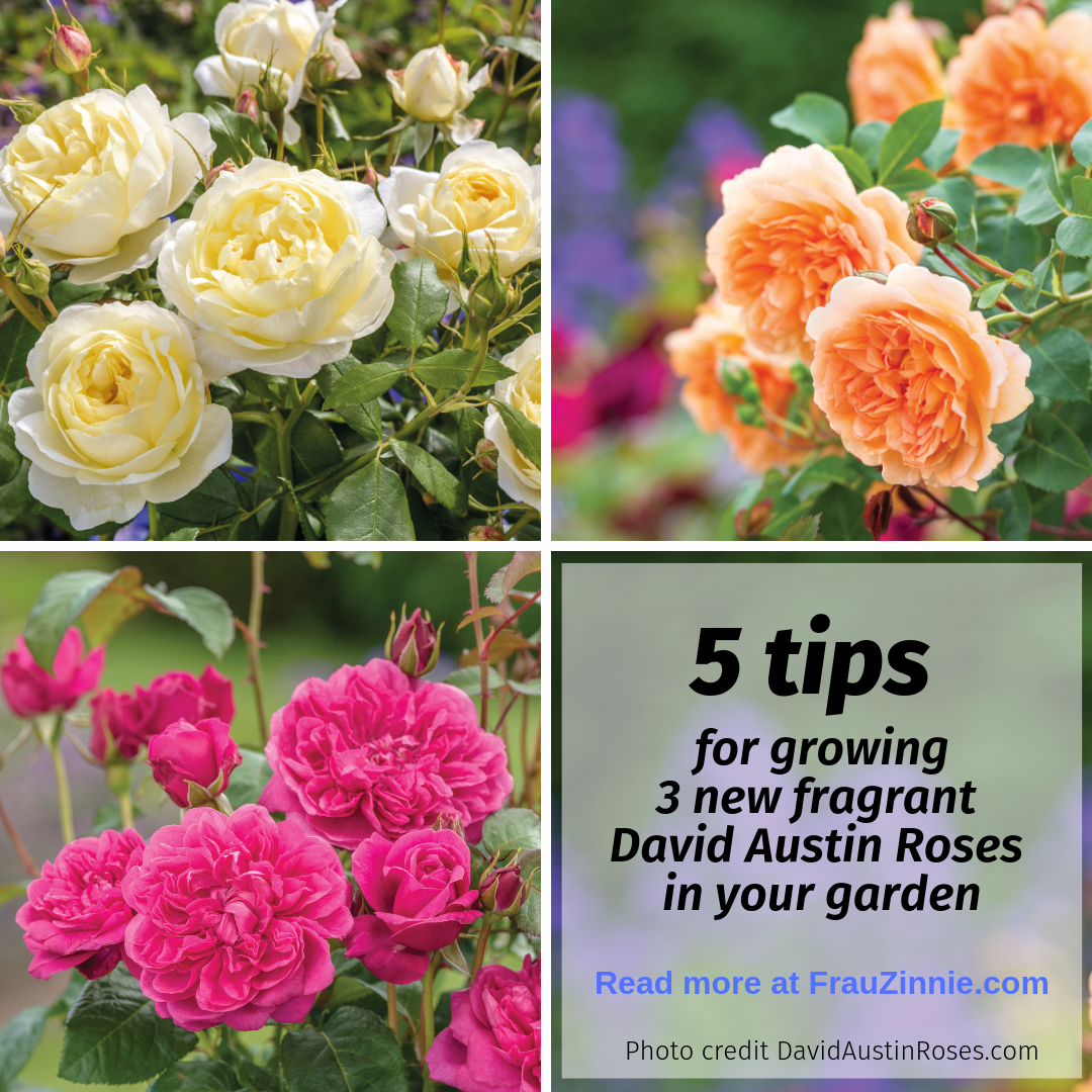 5 tips for growing 3 new fragrant David Austin Roses in your garden ...