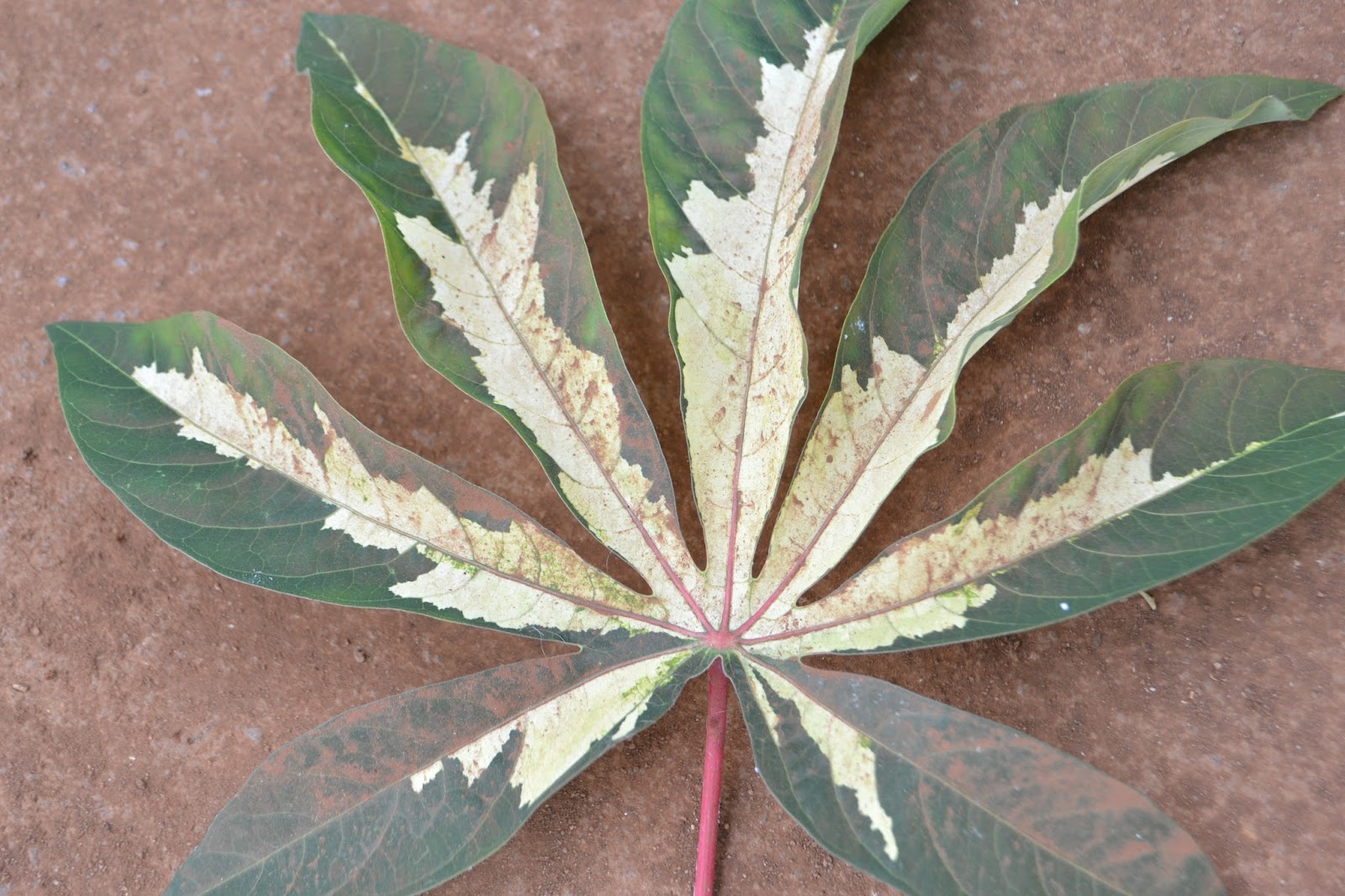 Cassava Virus Disease Diagnostics: MONITORING SURVEY FOR CASSAVA MOSAIC ...