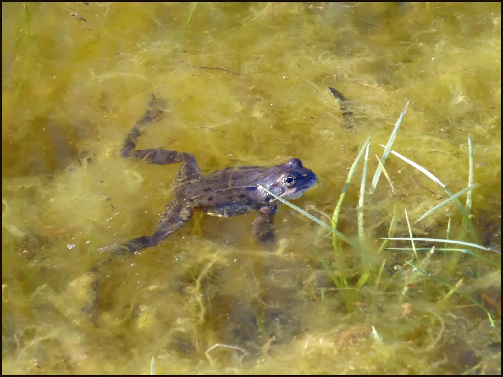 Wild and Wonderful: March 2014