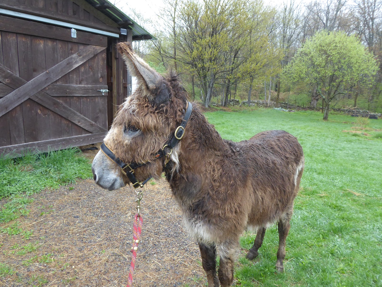 The Dancing Donkey: Little Albert Einstein