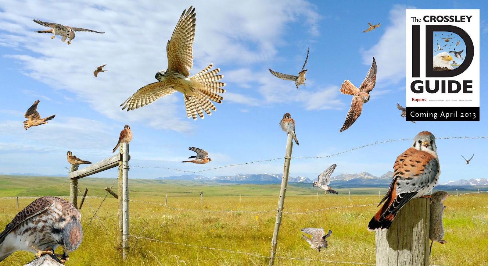 How to identify hawks and other raptors Review: The Crossley ID Guide ...