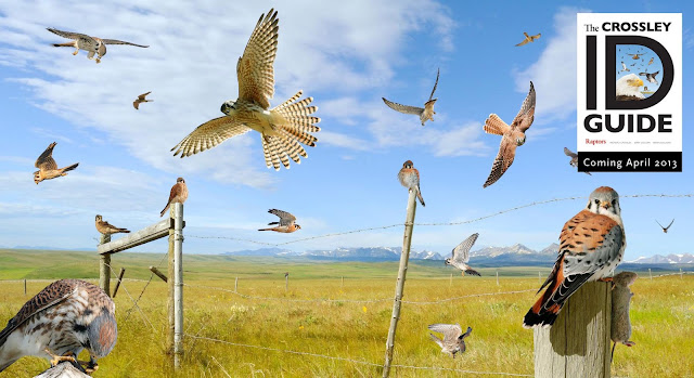 How to identify hawks and other raptors Review: The Crossley ID Guide ...