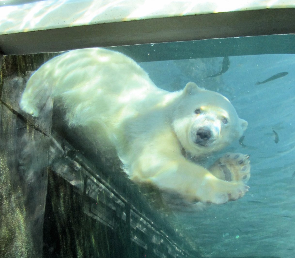 My Polar Bear Friends and Friends of Polar Bears: Only 45 polar bears ...