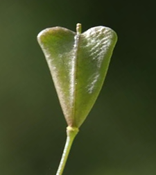 CURIOSIDADES CIENTÍFICAS : Frutos secos dehiscentes (simples)