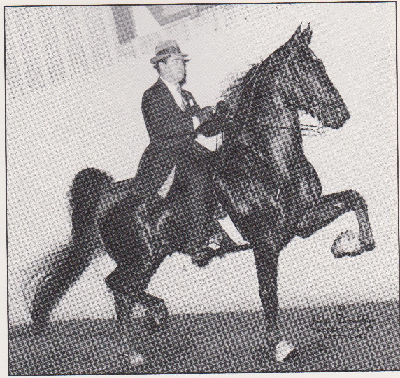 The American Saddlebred: 4/17/13 Supreme Sultan sons