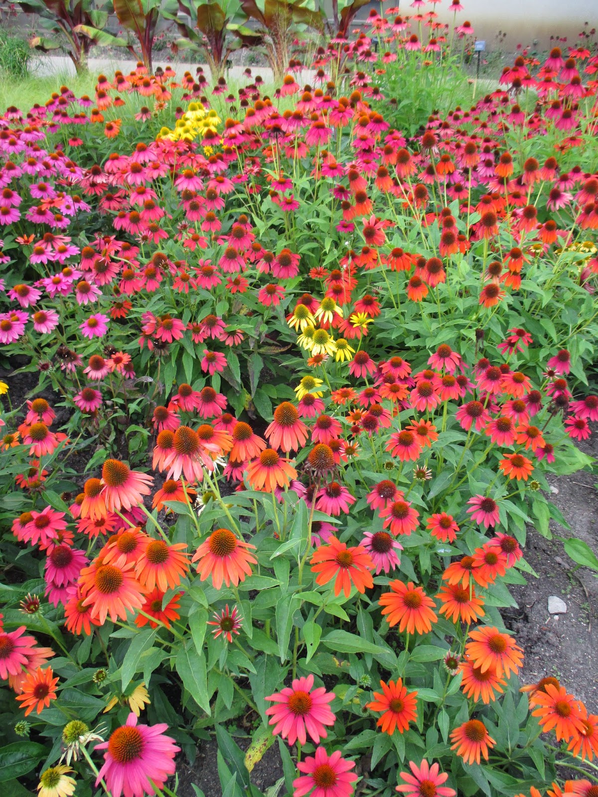 Rotary Botanical Gardens - Hort Blog: 'Cheyenne Spirit' Coneflower