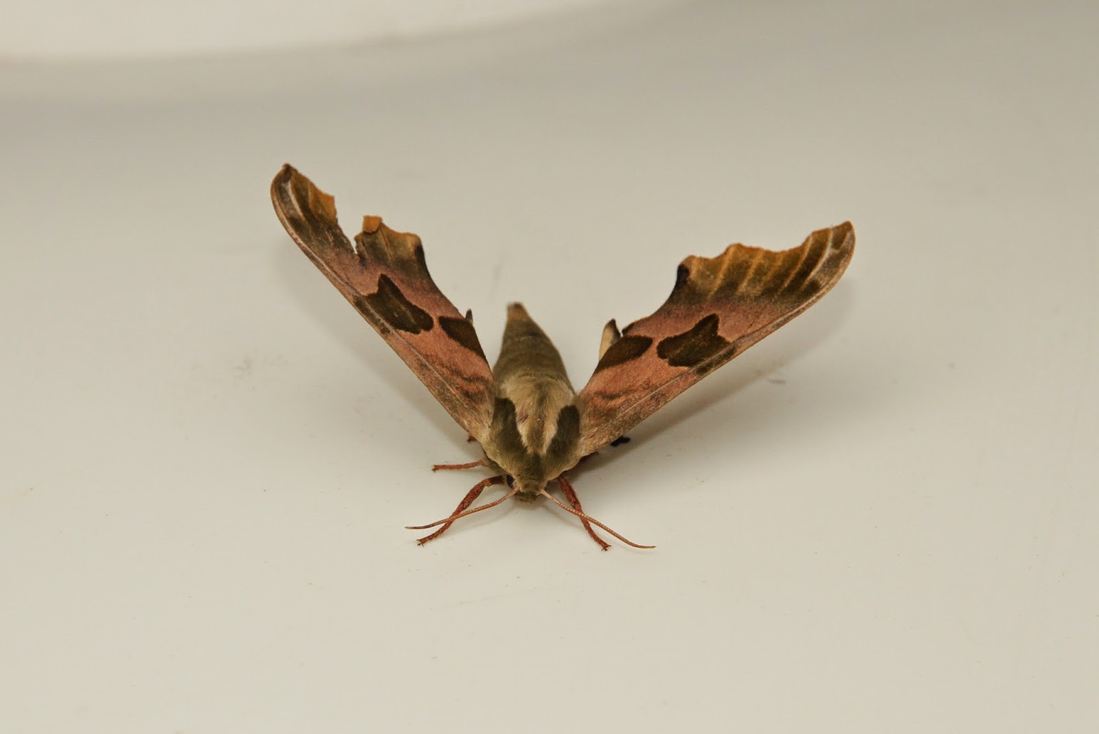 Wilde About Birds: Amazing Moths for National Insect Week