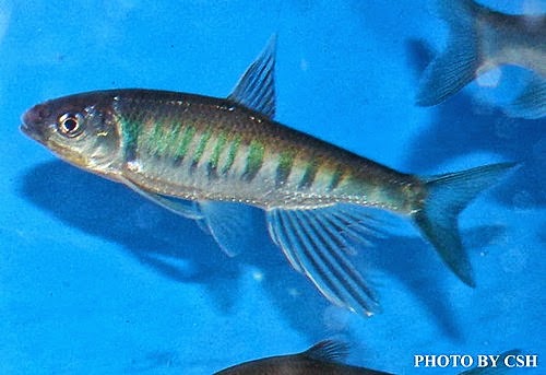 金魚&水族快訊Goldfish & Aquarium Messages: 紅貓(Opsariichthys pachycephalus)