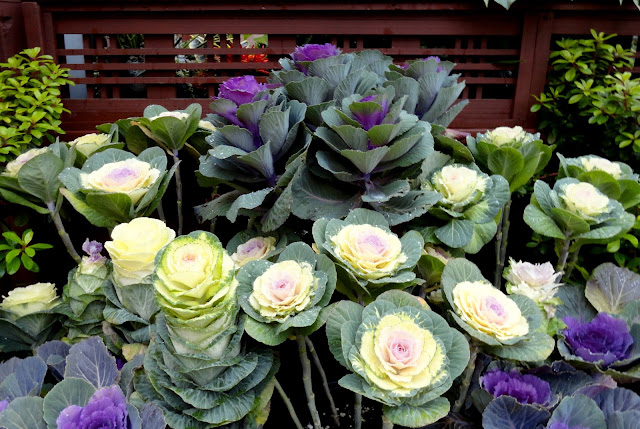 danger garden: Ravenna Gardens, it's been awhile...