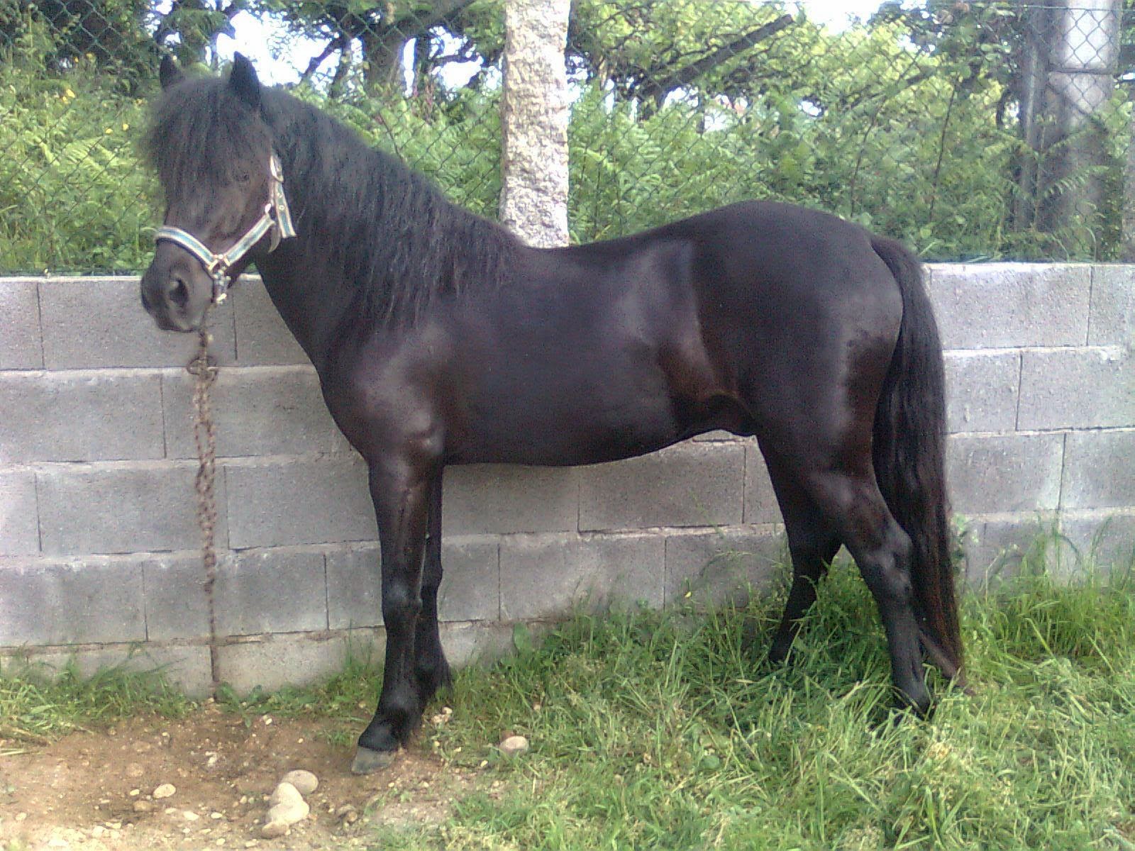 O CABALO DE PURA RAZA GALEGA / THE GALICIAN HORSE BREED / LE CHEVAL DE ...