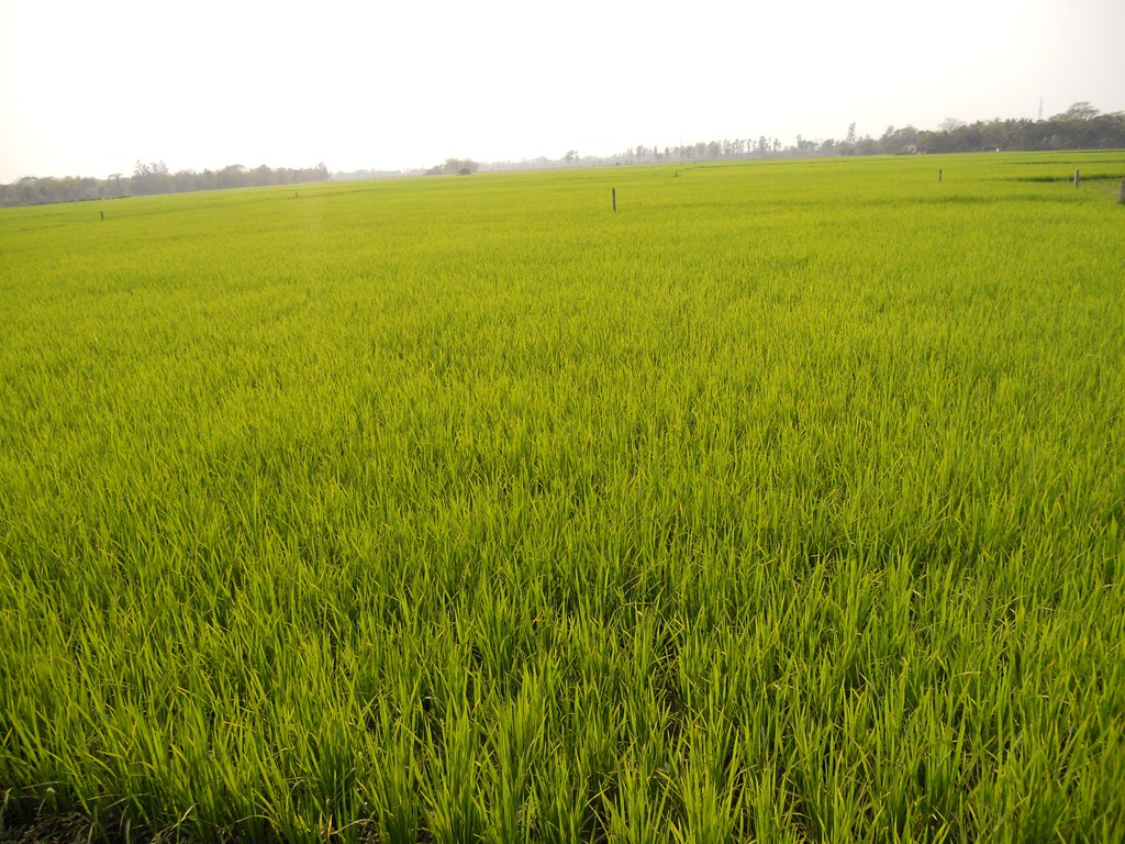 My Clicks: paddy field (Dhaner Khet)