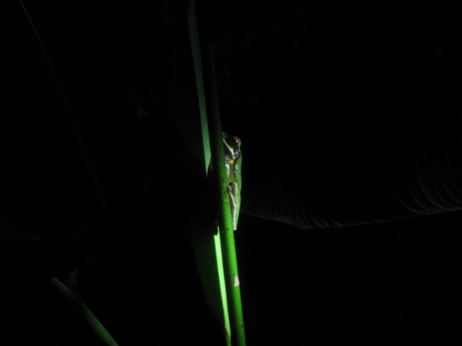 Team Tiburon: Costa Rica