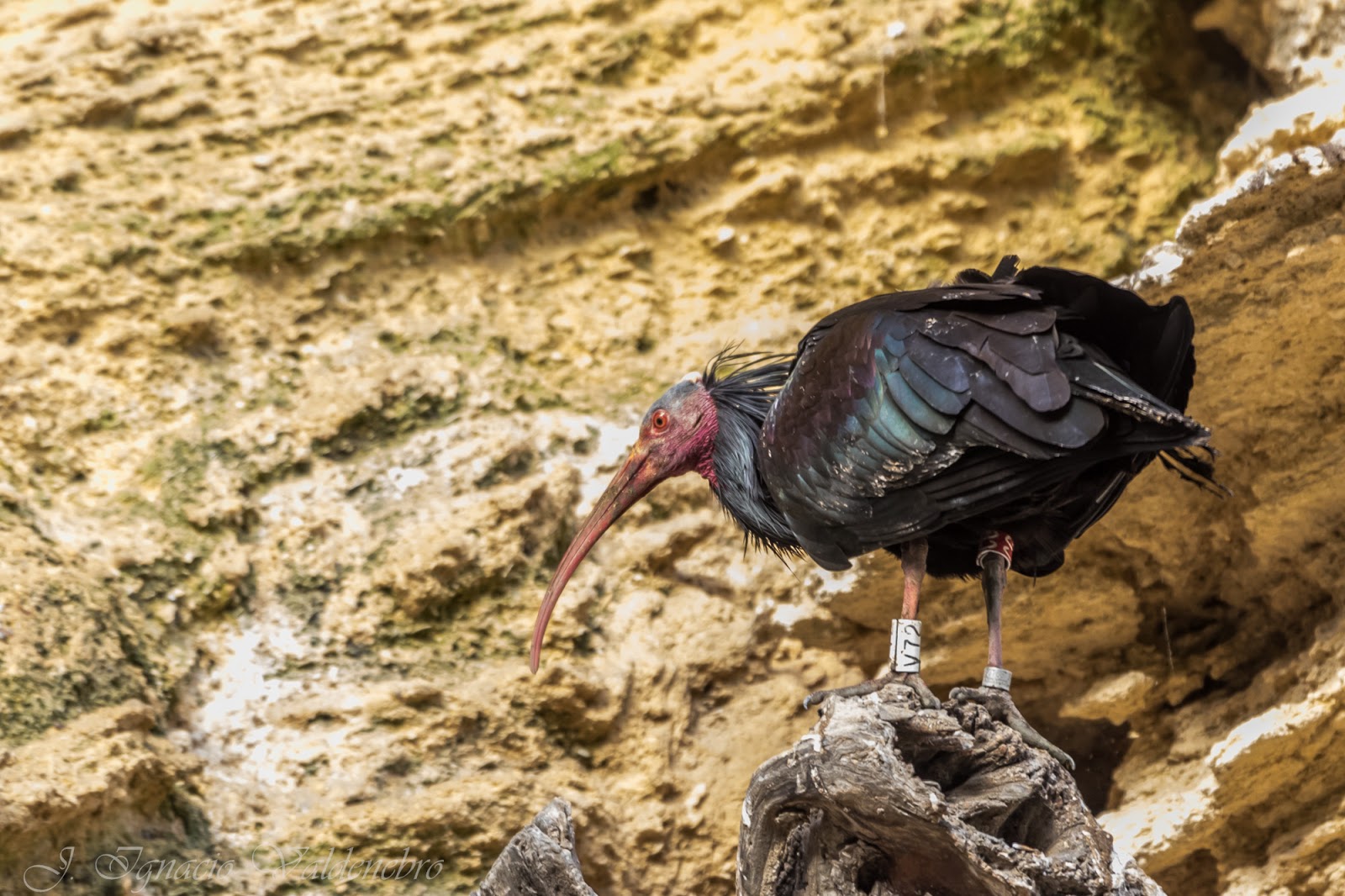 DocNatureBlog: El ave más fea de España. Ibis eremita (Geronticus eremita)