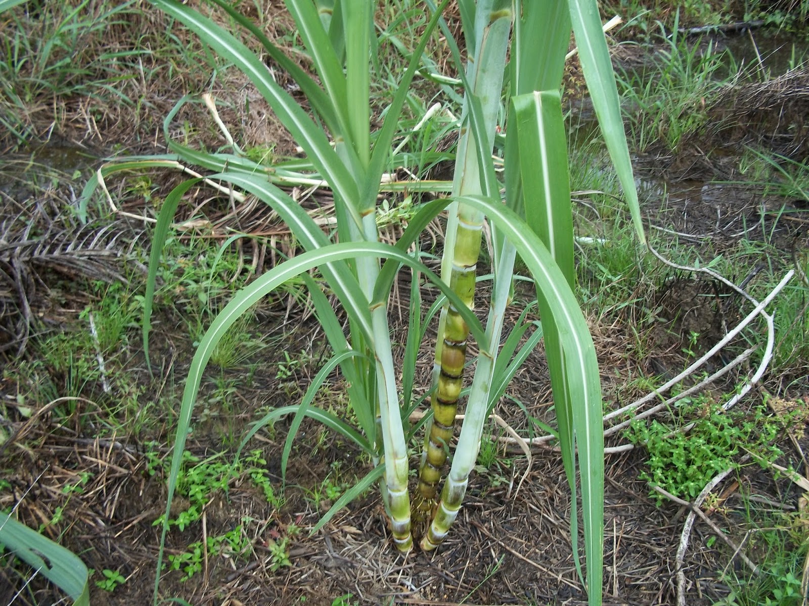 Tanaman Halia: Tanaman Tebu