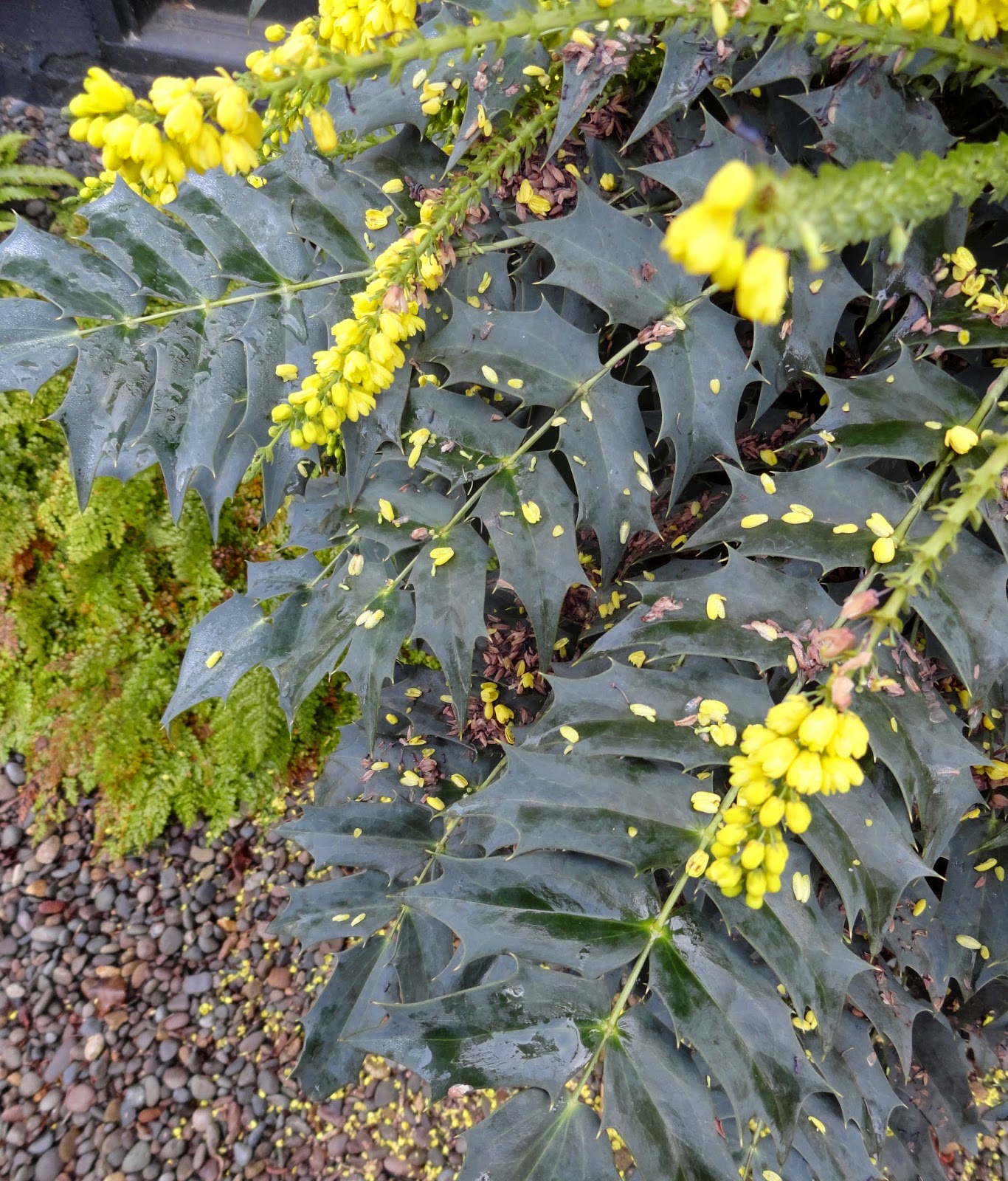 danger garden: Mahonia gracilipes is my favorite plant in the garden ...