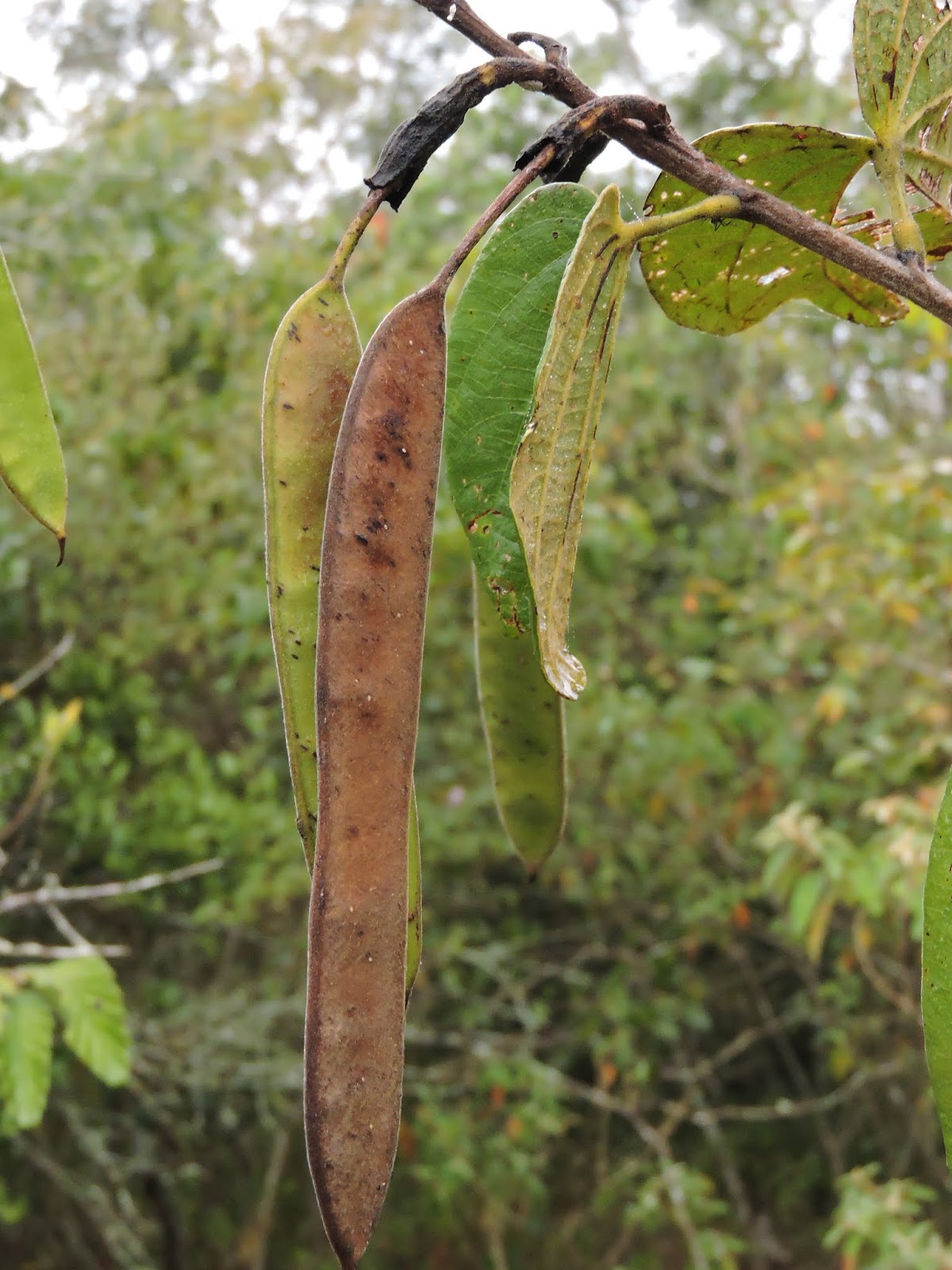 Fabaceae - Leguminosae no Brasil: Cercidoideae