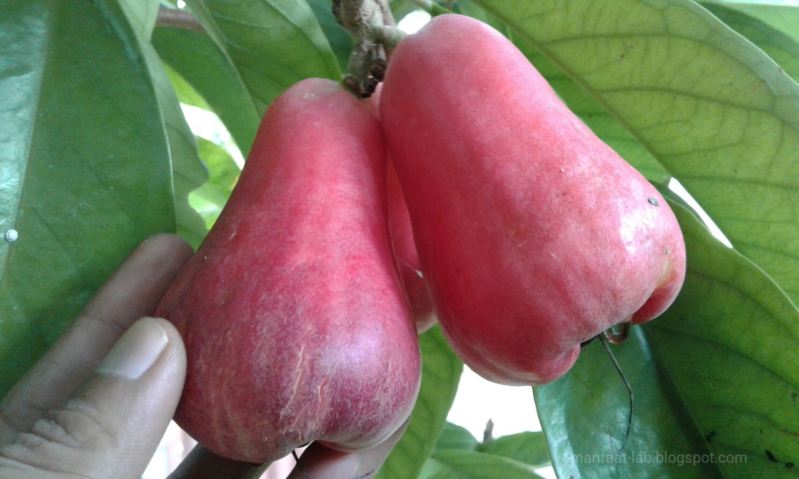 Jambu bol besar berkualitas - Manfaat-Lab