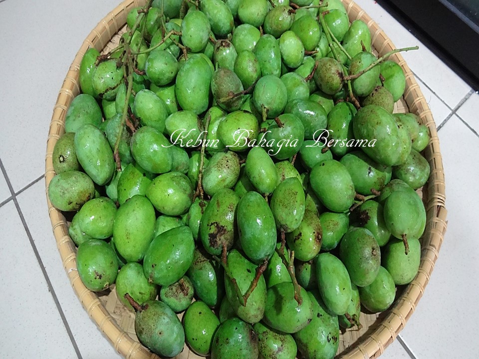 Kebun Bahagia Bersama: Musim Mempelam Telor