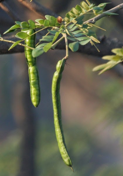 Trees Planet: Samanea saman - Rain Tree