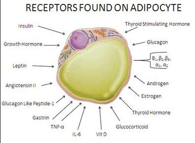 Definition Of Adipocytes |Genetic Engineering Info
