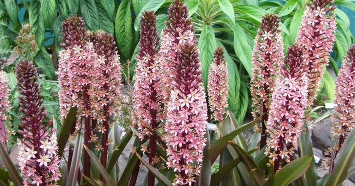 HOW TO GROW EUCOMIS PLANTS FROM SEED |The Garden of Eaden