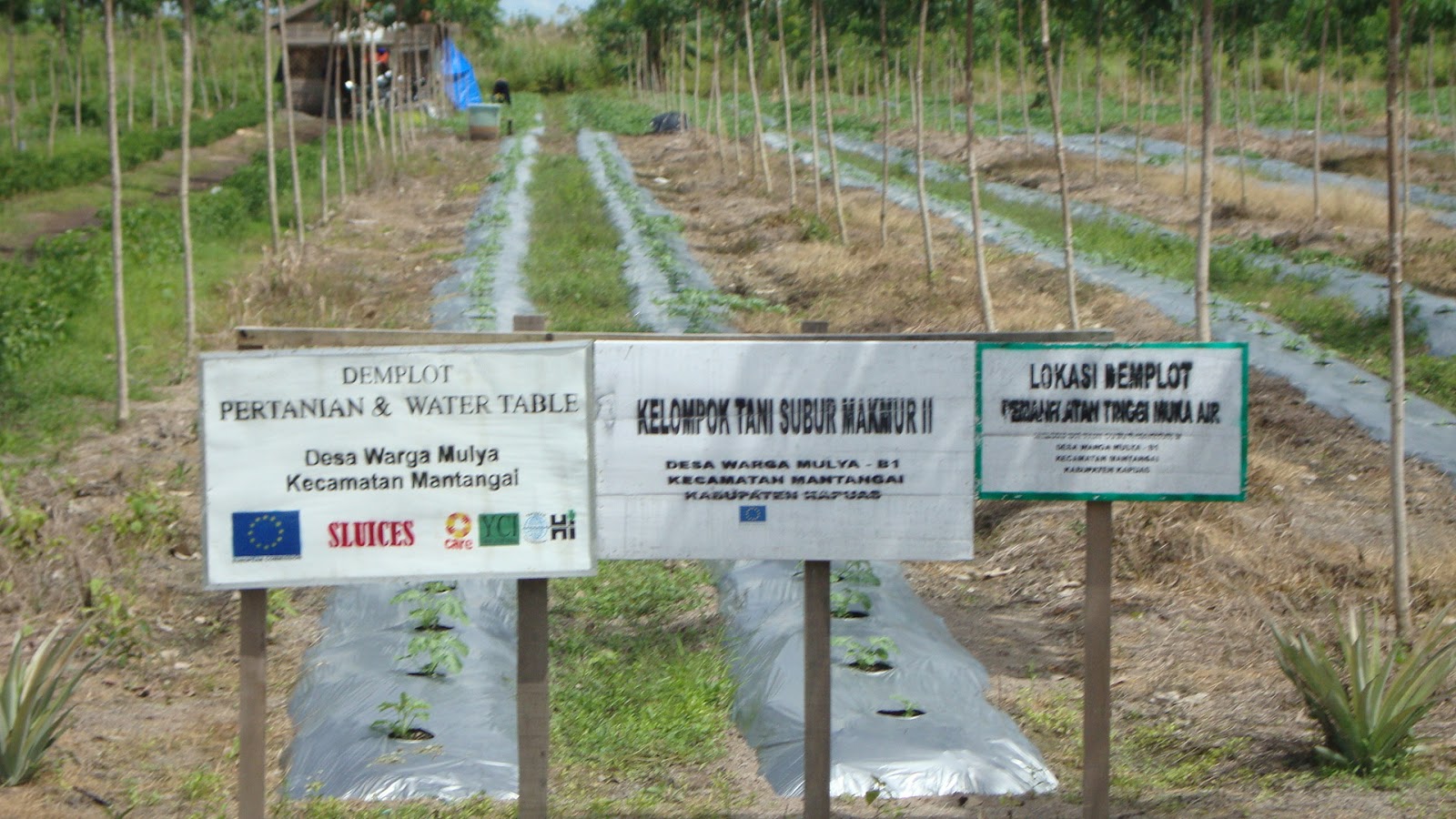 Pengelolaan Air di Lahan Gambut ~ Segalanya Rawa