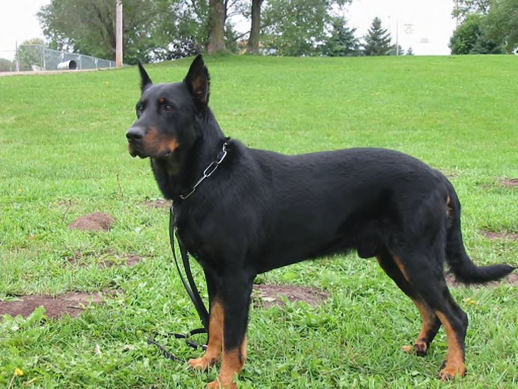 EL BEAUCERON