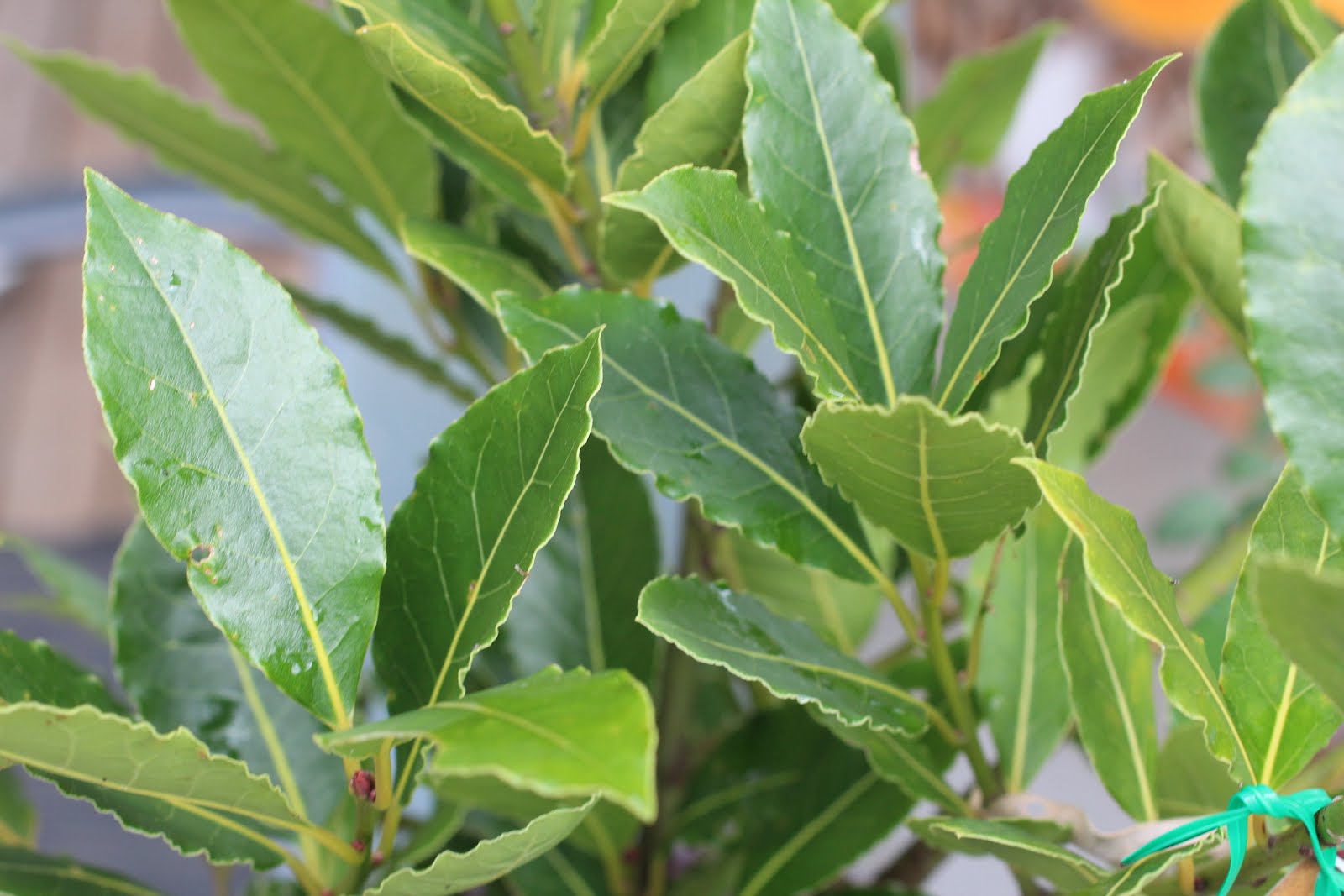 Florez Nursery: Lauris nobilis 'Flavour Master', Bay Tree