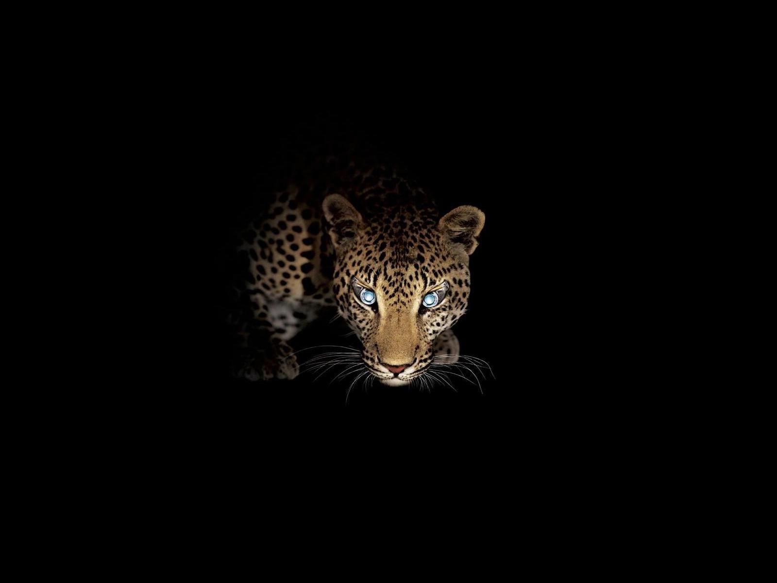 Spooky Cheetah Hd Wallpaper ~ The Wallpaper Database