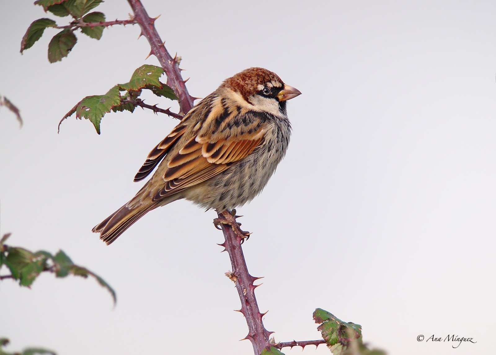 NATURANAFOTOS: febrero 2017
