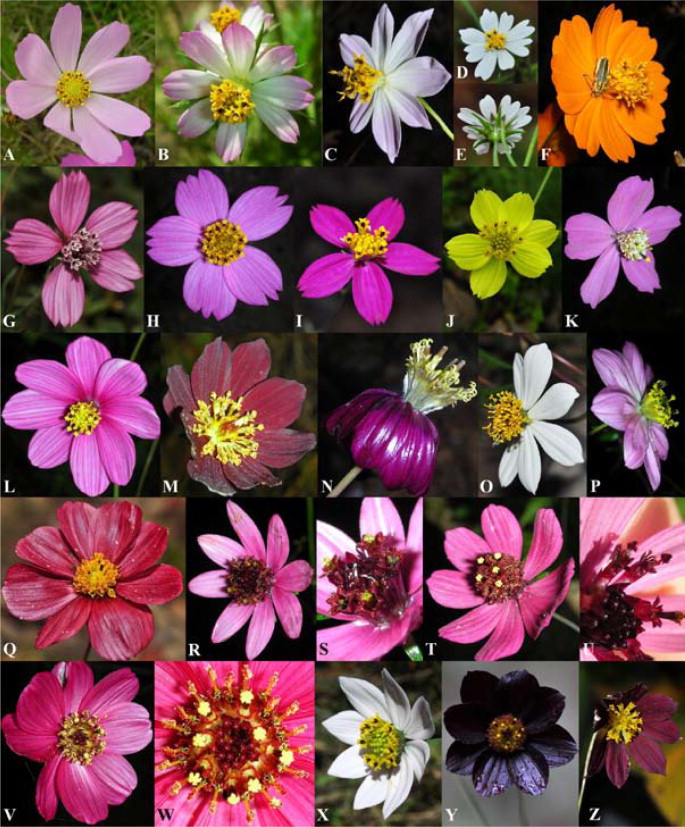 Jehuite: Cosmos diversifolius, un pariente del mirasol común