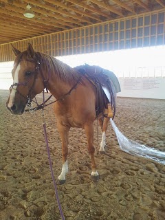 Foundation Reining Training Centre: SOLD. For Sale: Clinton Anderson ...