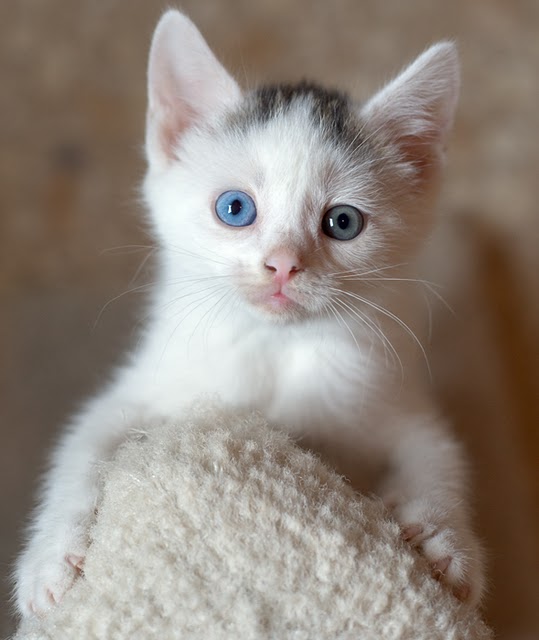 blogAuriMartini: Heterocromia em Gatos!