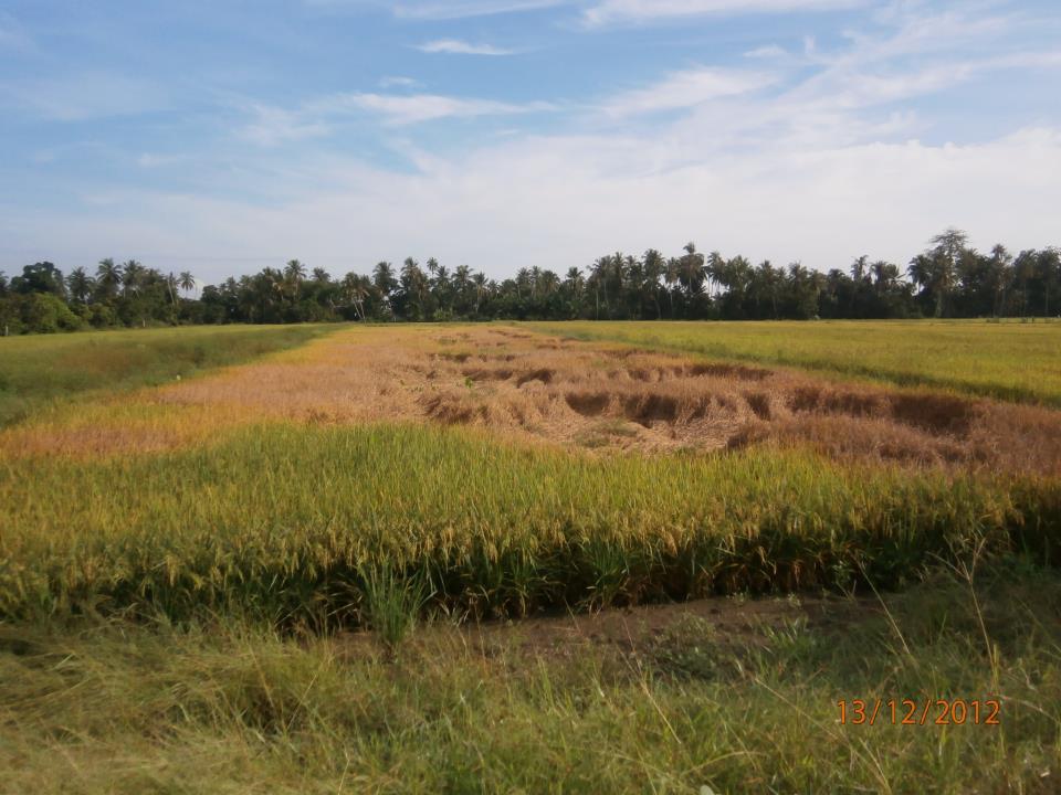 MUSUH ALAMI-PREDATOR: Bena perang menyerang sawah
