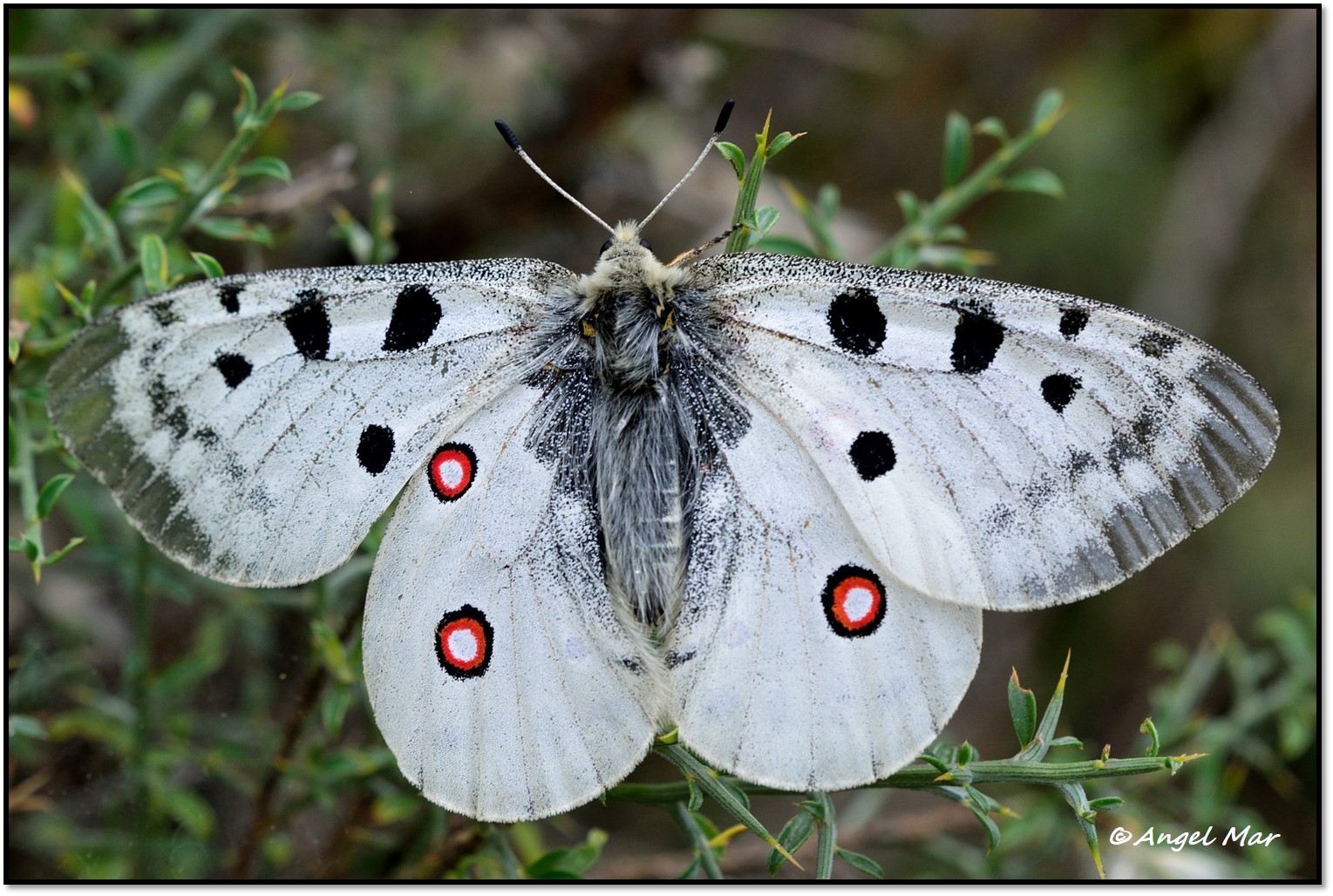 Butterflies and Dragonflies: Parnassius apollo - "Apollo Butterfly ...