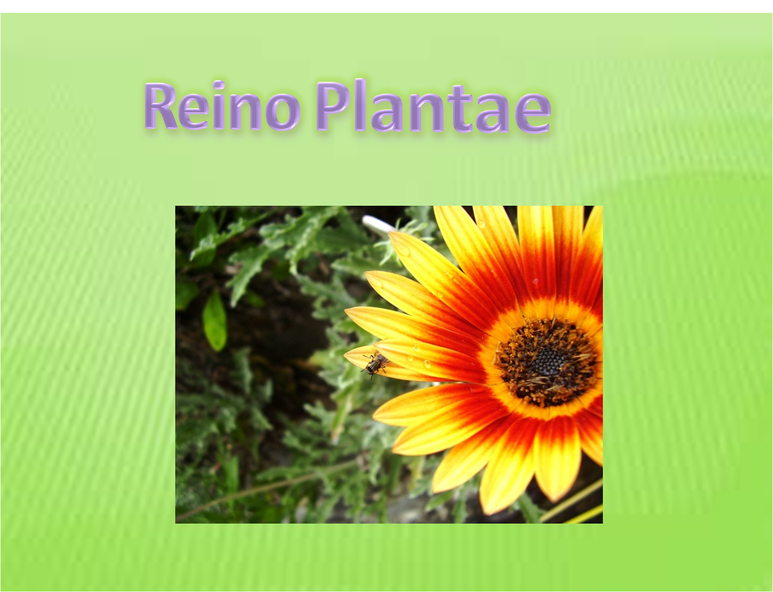 Biologia al Extremo.: Reino Plantae