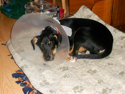Learning to Juggle: Conehead Puppy