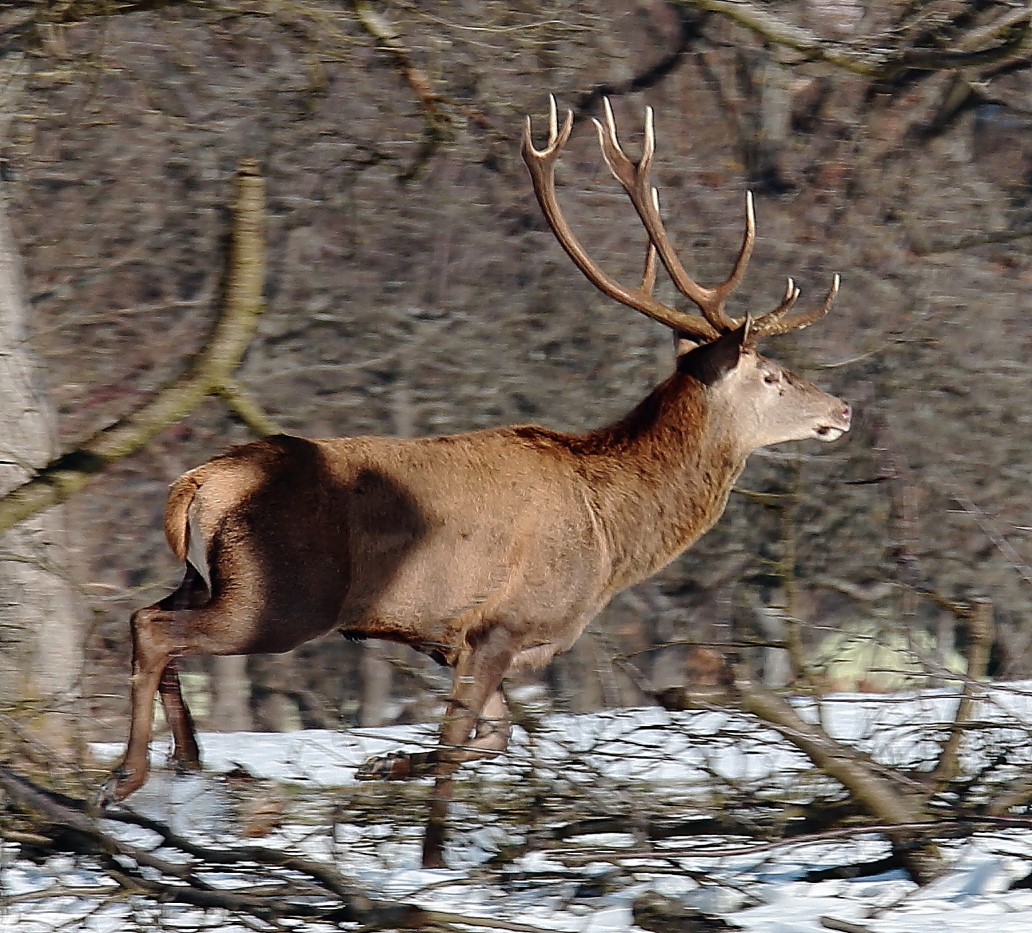 Passion-Apiculture. Le blog de l'Abeille Pat: La harde de cerfs du 25 ...