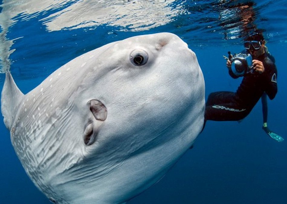 CURIOSIDADES: LOS PECES MAS LINDOS DEL MUNDO