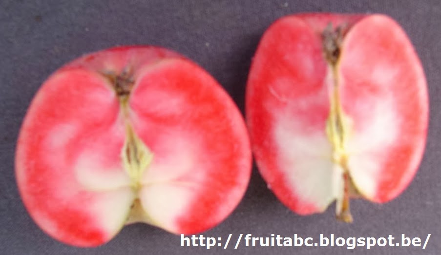 Inheems- en uitheems fruit: Roodvlezige appels zijn gezond!