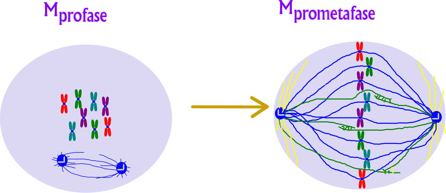 Ciencias de Joseleg: Introducción a la prometafase de la mitosis