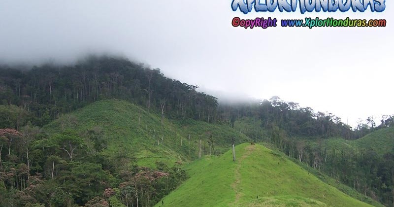 FLORA Y FAUNA DE LA BIOSFERA DEL RIO PLATANO: bosque de la reserva del ...