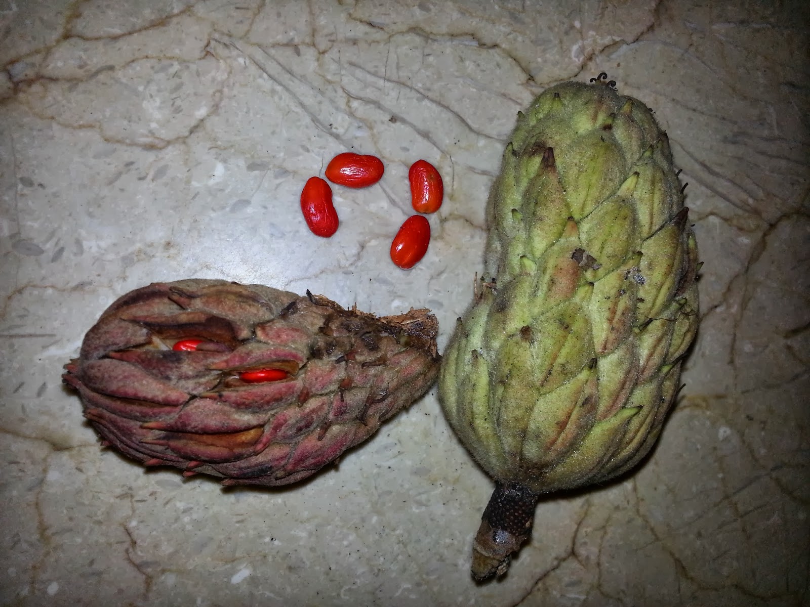 Chasing Nature at its Own Pace: MAGNOLIA TREE PODS WITH SEEDS