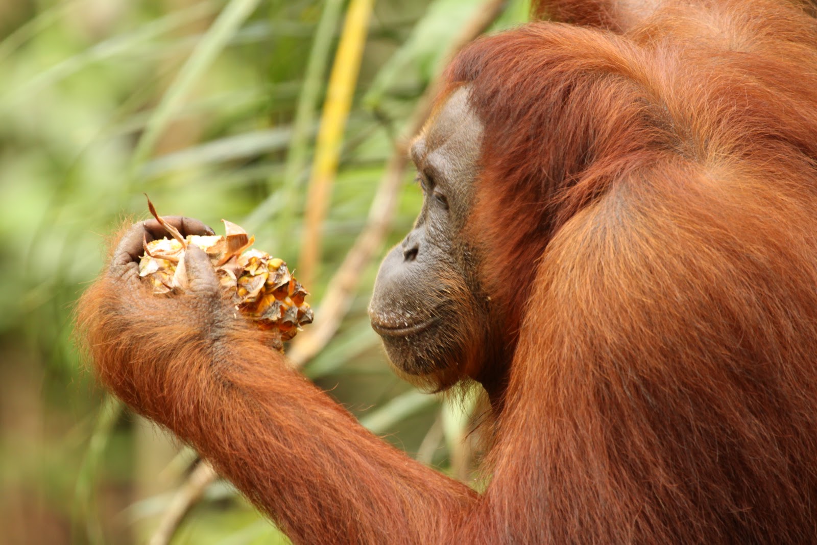 Run Wild Run Free : BORNEO ~ Of Orangutans & a Wild, Beautiful ...