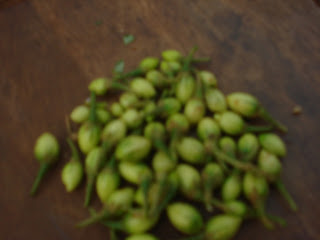 In my Opinion: The African Brinjal small bitter eggplants