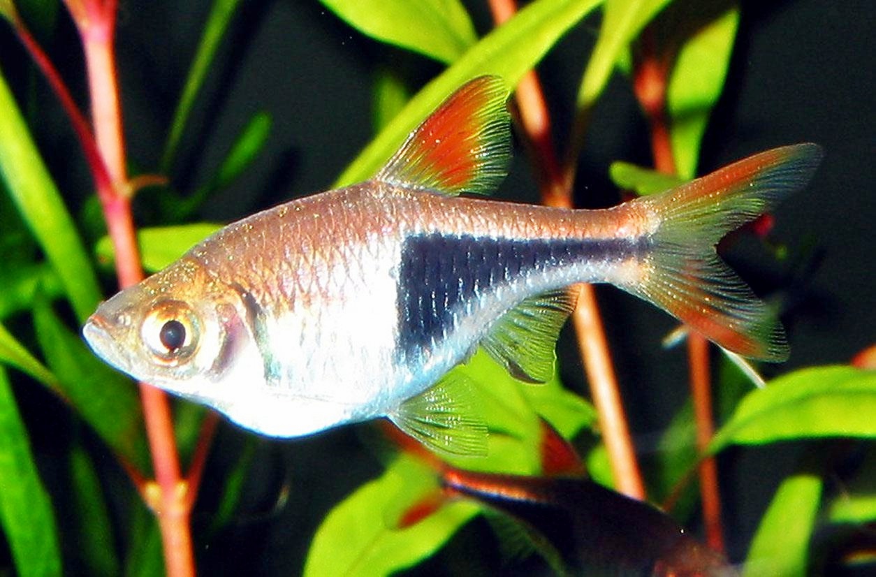 Mengenal Ikan Rasbora